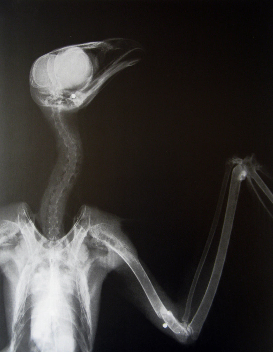 Mark Dion: Raptor – Serpentine Galleries